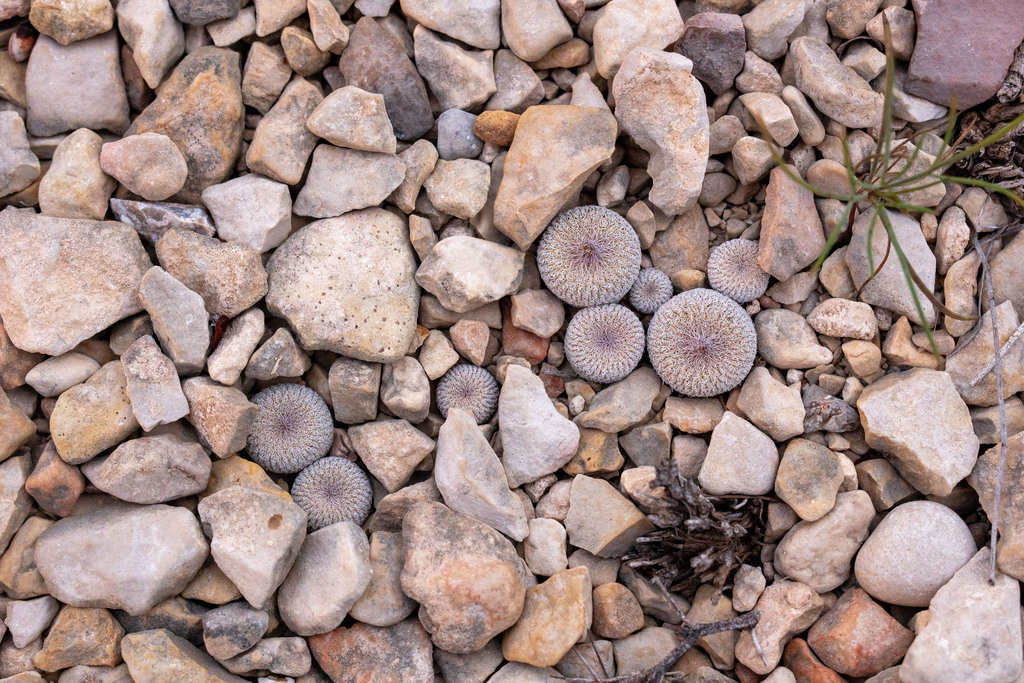 Button Cactus in March 2024 by Steven Wang · iNaturalist