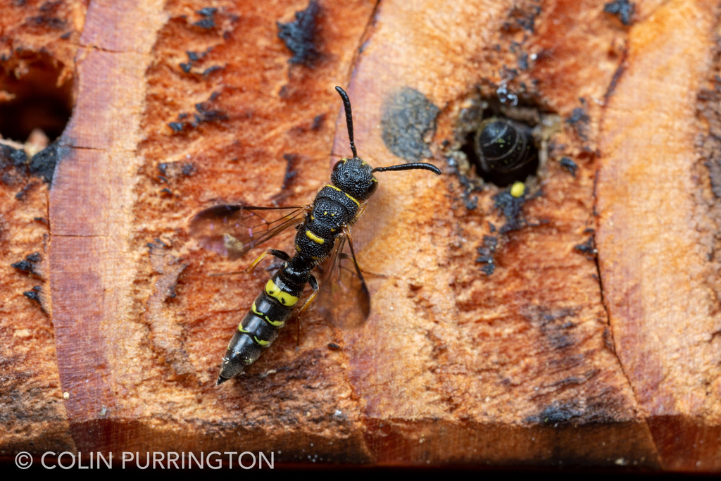 Louis's Club-horned Cuckoo Wasp from Swarthmore, PA 19081, USA on June ...