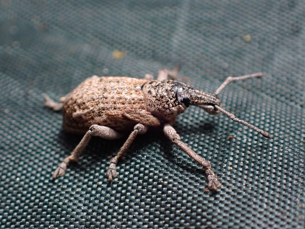 Fruit-tree Root Weevil from Beaumaris Secondary Col/Balcombe Rd ...
