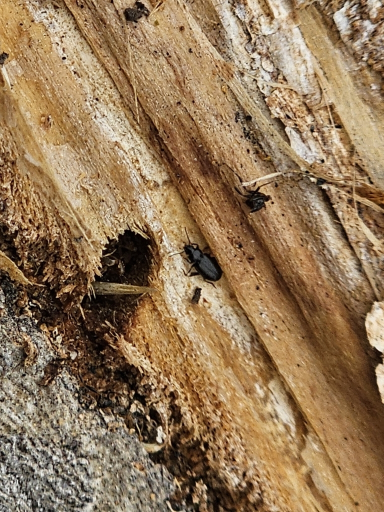 Beetles from Missoula, MT 59808, USA on September 15, 2024 at 01:55 PM ...