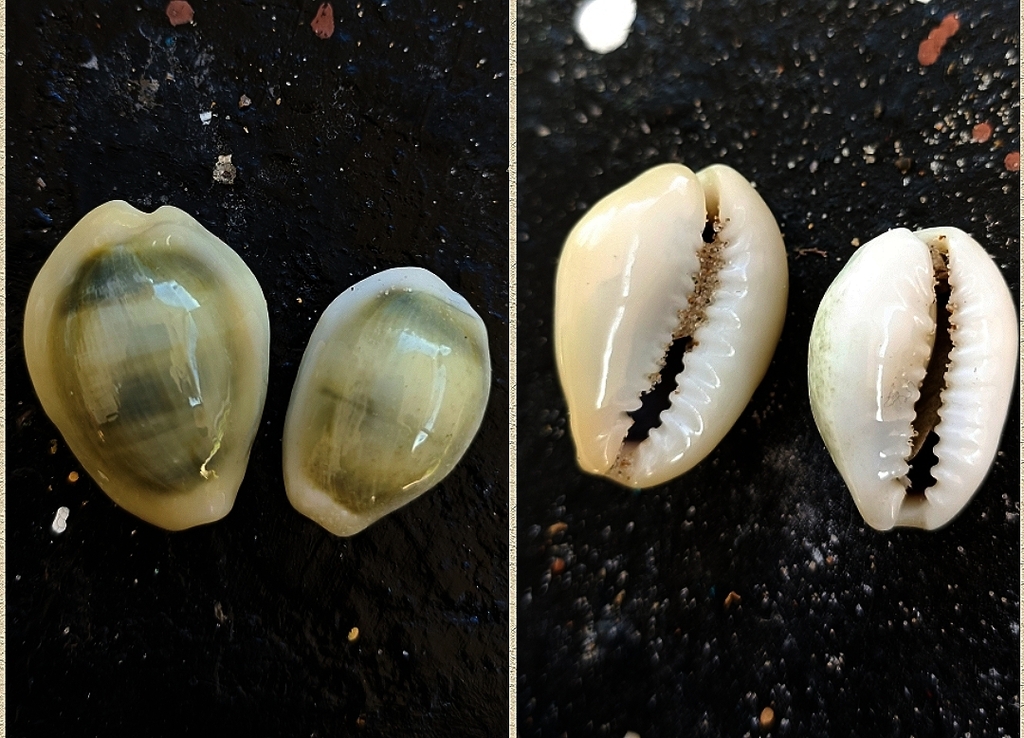 Money Cowry from Iluka NSW 2466, Australia on September 16, 2024 at 06: ...