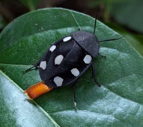 Cucarachas de arena (Familia Corydiidae) · iNaturalist Mexico