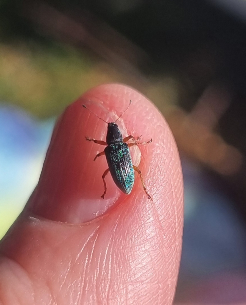 Green Immigrant Leaf Weevil from King's Sutton, Banbury OX17, UK on ...