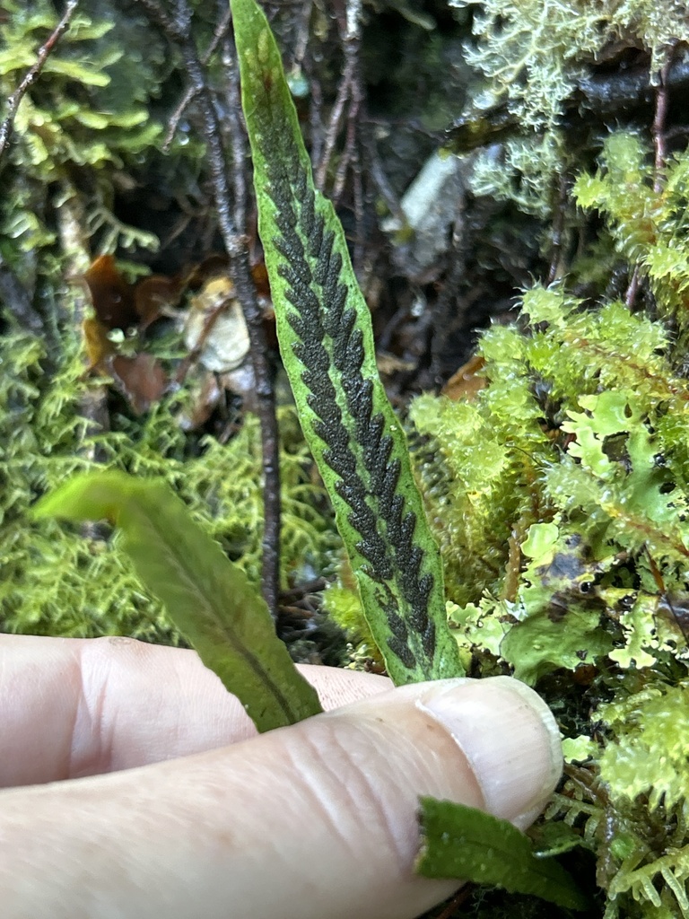 Common strap fern from Tasmania, Waratah, TAS, AU on September 16, 2024 ...