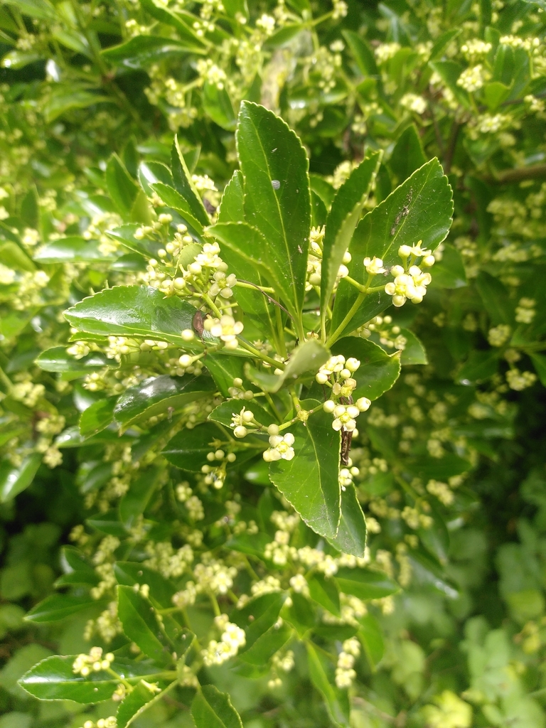 Japanese spindle tree from Bristol, England, GB on July 16, 2023 at 02: ...
