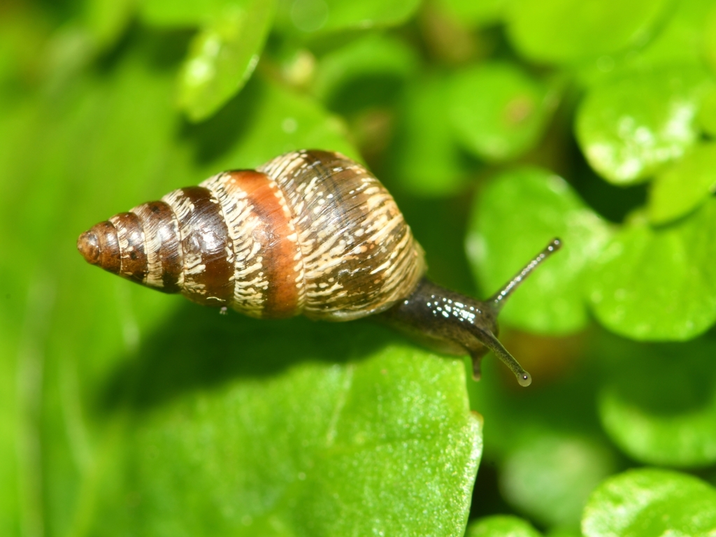 Small Pointed Snail from A home in Frankston VIC 3199, Australia on ...