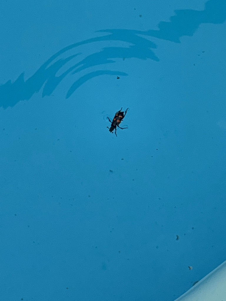 Carolina Burying Beetle from Deland on September 16, 2024 at 07:45 AM ...
