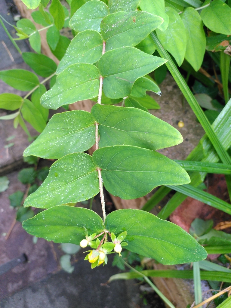 Tutsan from Portishead and North Weston, Portishead BS20, UK on ...
