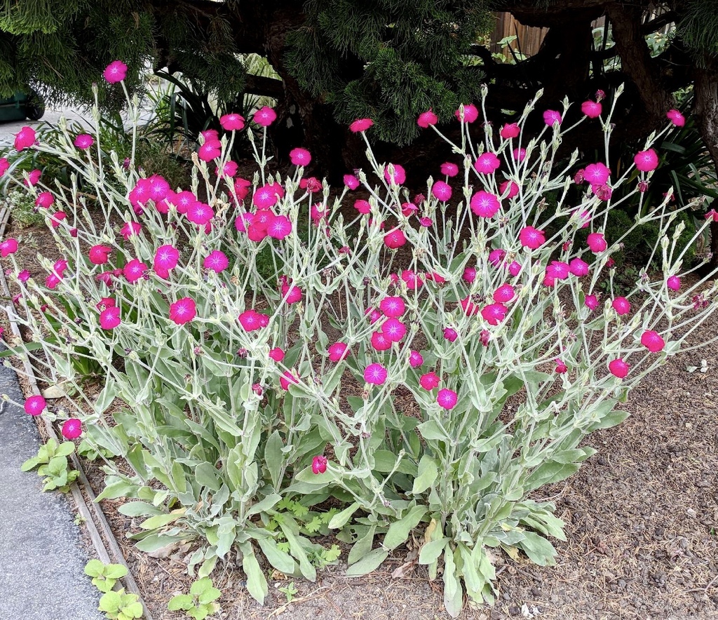 Rose campion from Junipero St, Carmel, CA, US on June 25, 2019 at 09:39 ...