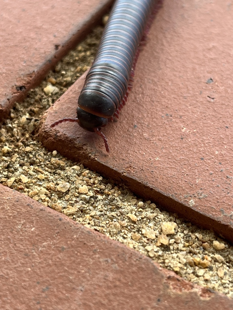 American Giant Millipede Complex from University of Georgia, Athens, GA ...