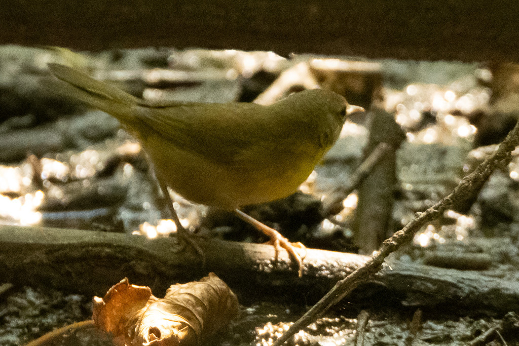 Yellowthroats and Allies from Brooklyn, NY, USA on September 15, 2024 at 12:52 PM by Elliotte ...