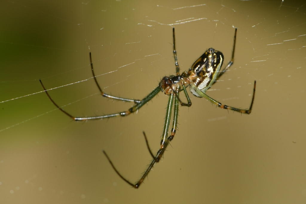 Silver Orb Spider from A home in Frankston VIC 3199, Australia on ...