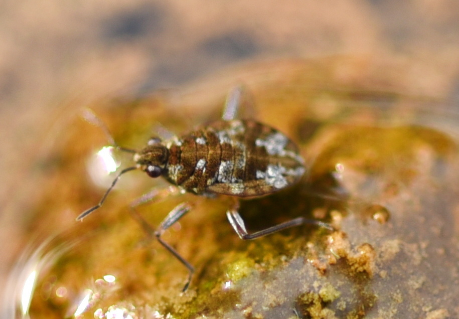 Microvelia americana from Bayview Village, North York, ON, Canada on ...