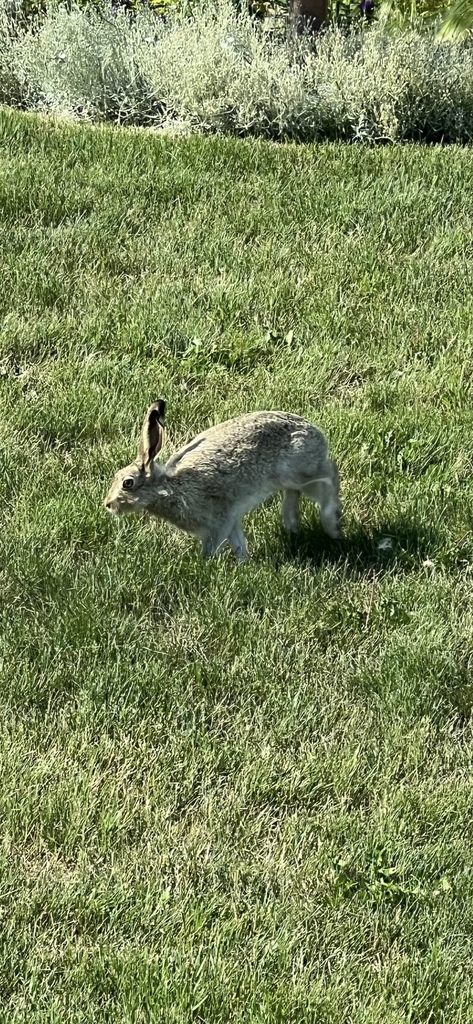 European Rabbit from N Lamar Blvd, Austin, TX, US on September 16, 2024 ...