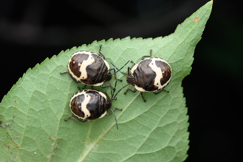 Clown Stink Bug from 中国北京市海淀区 on September 15, 2024 at 10:35 AM by ...