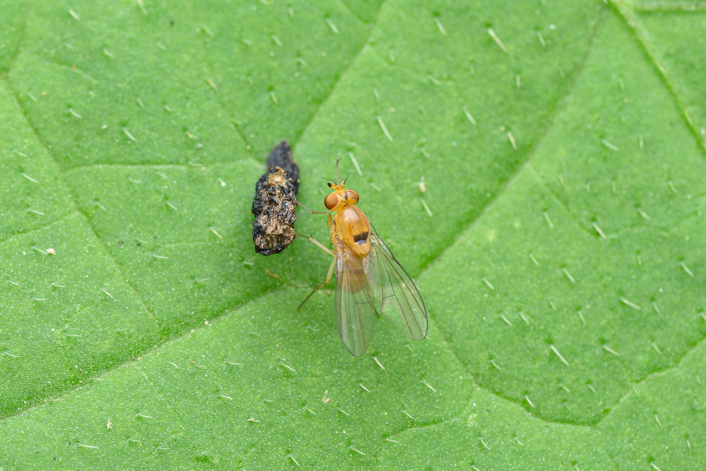 Homoneura notostigma from 中国北京市海淀区 on September 15, 2024 at 10:46 AM by ...