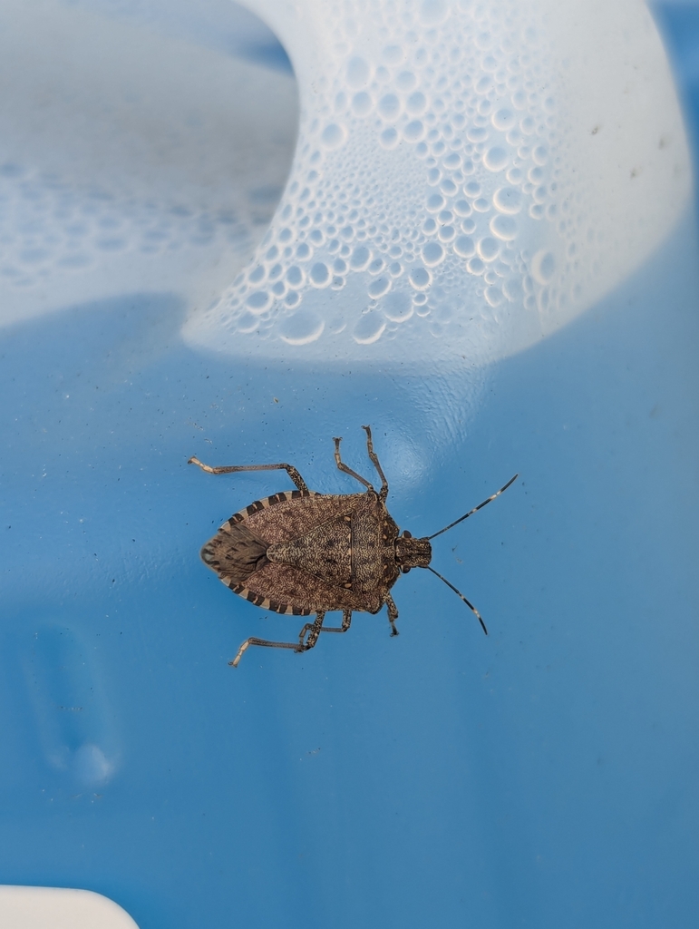 Brown Marmorated Stink Bug from Stratham, NH 03885, USA on September 16 ...