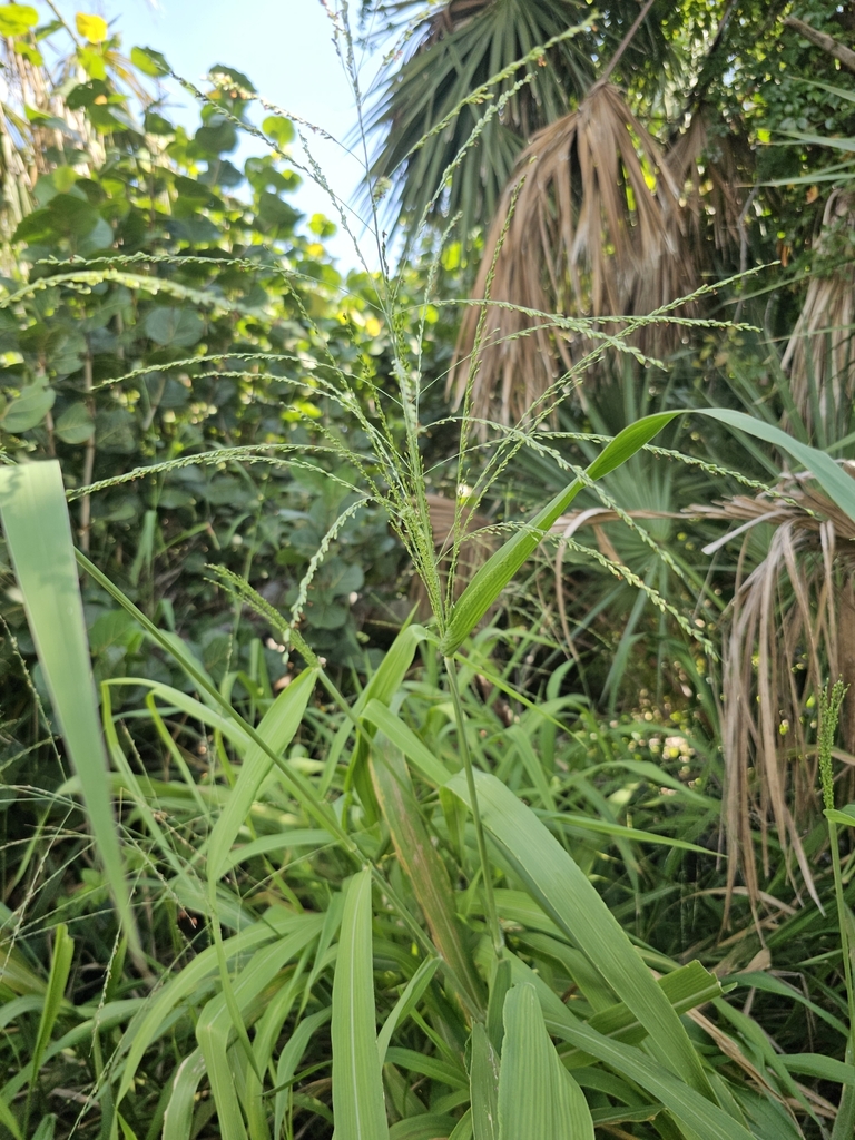 guinea grass from Fort Myers Beach, FL 33931, USA on September 16, 2024 ...