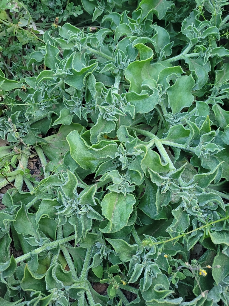 Crystalline ice plant in September 2024 by Peter · iNaturalist