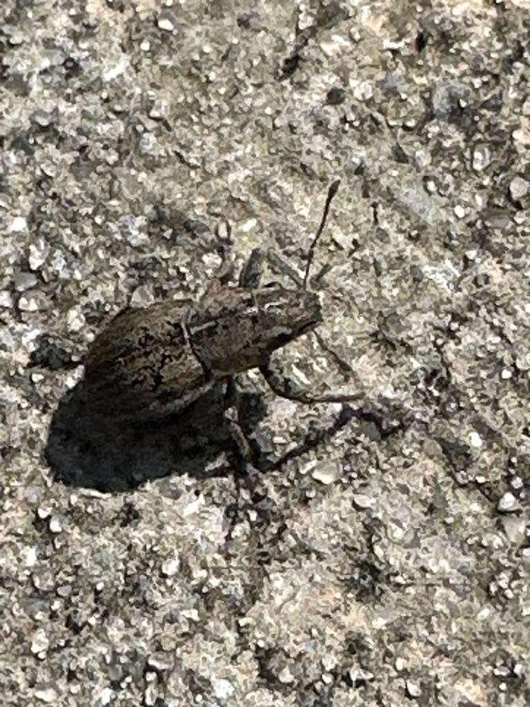 Naupactus peregrinus from Florida Gulf Coast University, Fort Myers, FL ...