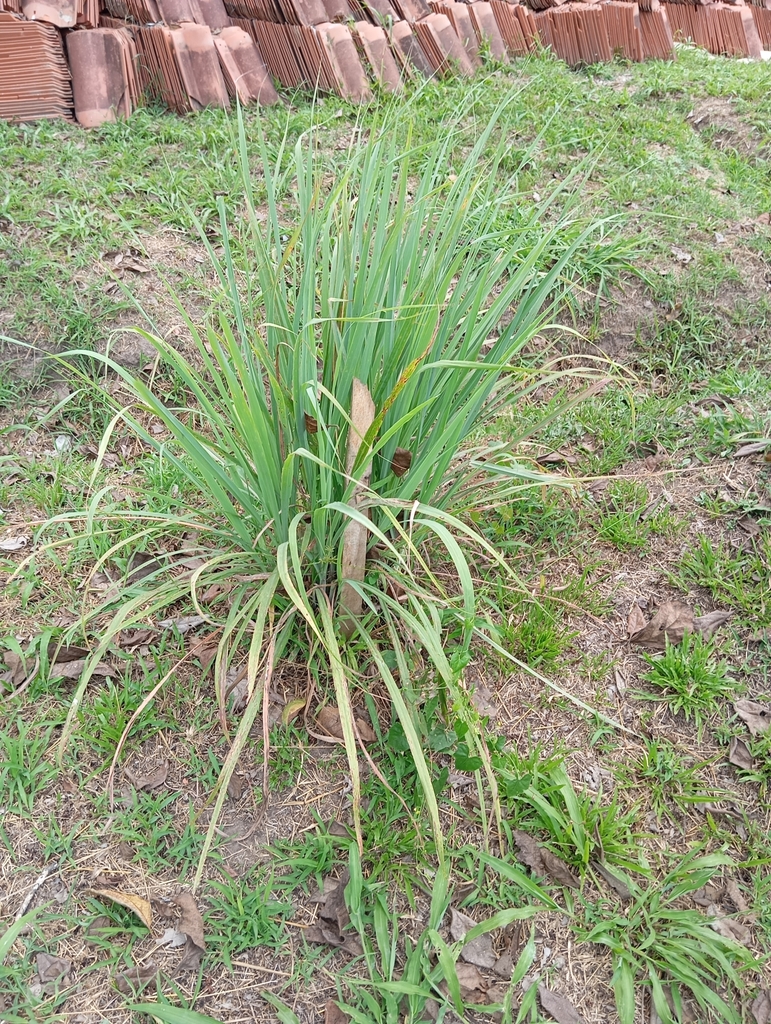 Lemon Grass from Armenia, Quindío, Colombia on September 16, 2024 at 11 ...