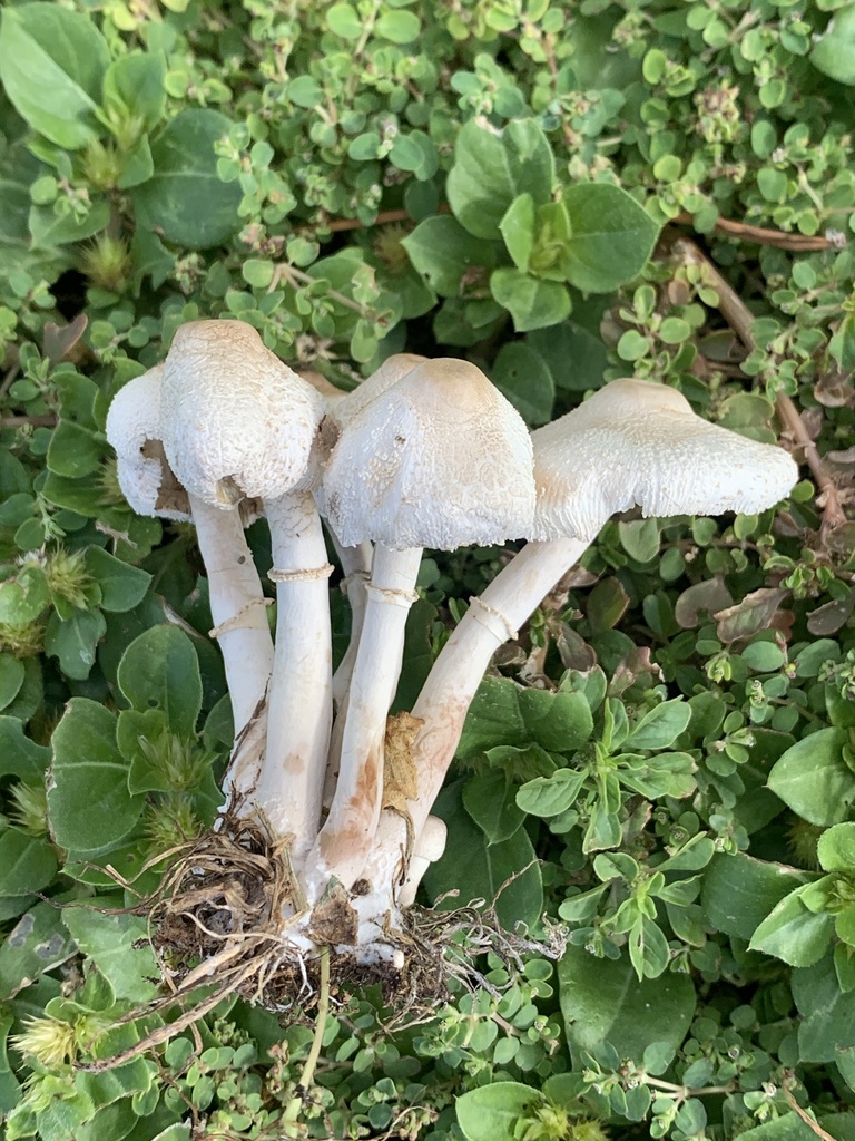 field mushrooms and allies in September 2024 by ewasiukb. Growing on ...