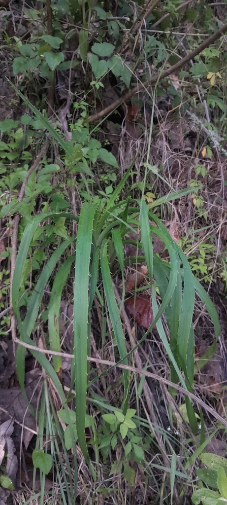 blue twister from 63995 Nay., México on September 15, 2024 at 08:15 AM ...
