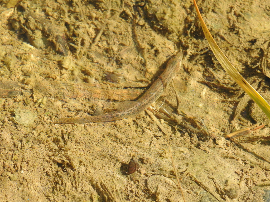 Oriental Weatherfish from 中国甘肃省张掖市甘州区 on September 16, 2024 at 11:34 AM ...