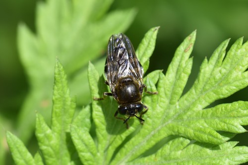 Microdon japonicus · iNaturalist