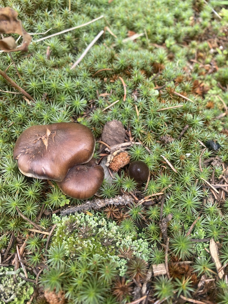 Webcaps from Santa Fe National Forest, Tererro, NM, US on September 15 ...