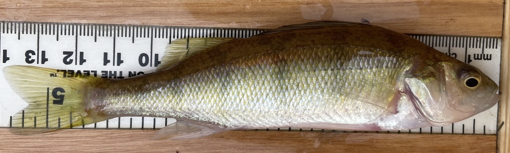 Yellow Perch from New Brighton, MN 55112, USA on September 6, 2024 by ...