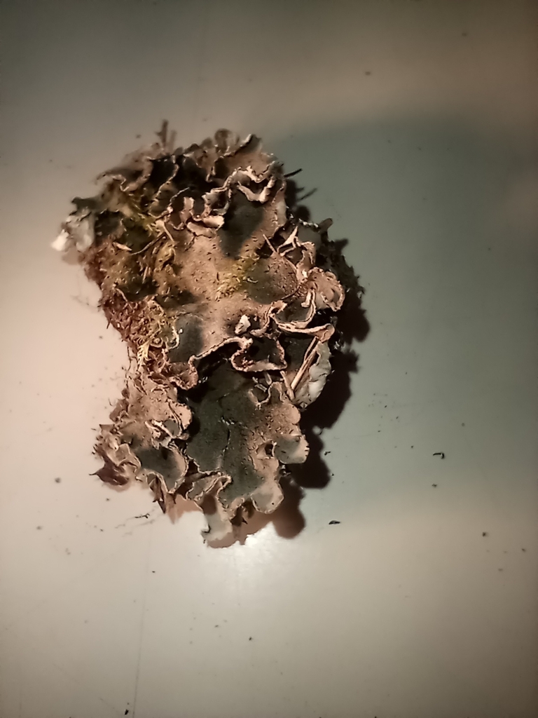 field dog lichen from Rimouski, QC G5L, Canada on September 16, 2024 at ...