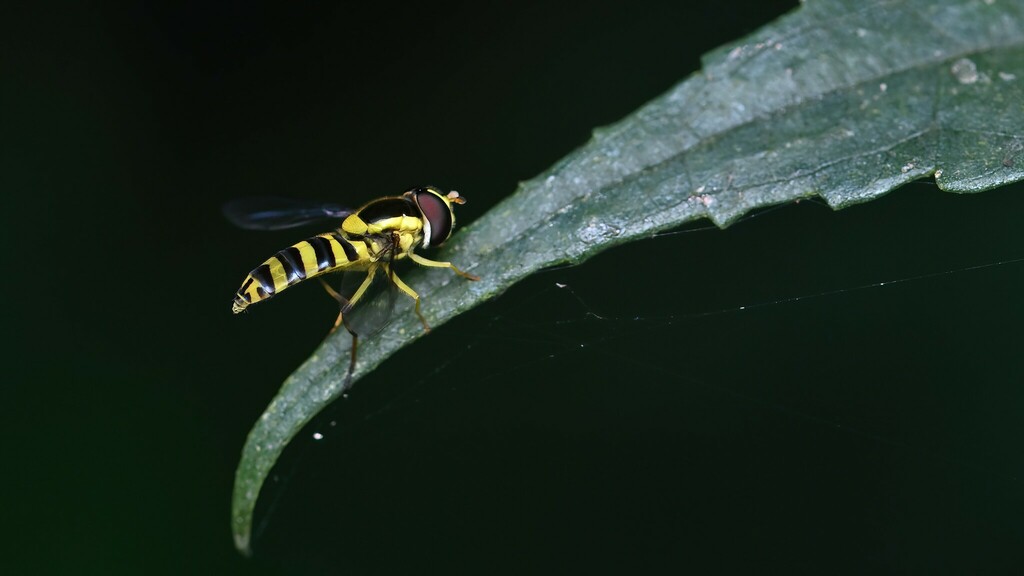Allograpta javana from 311台灣新竹縣五峰鄉 on June 5, 2022 at 07:28 AM by Smew ...