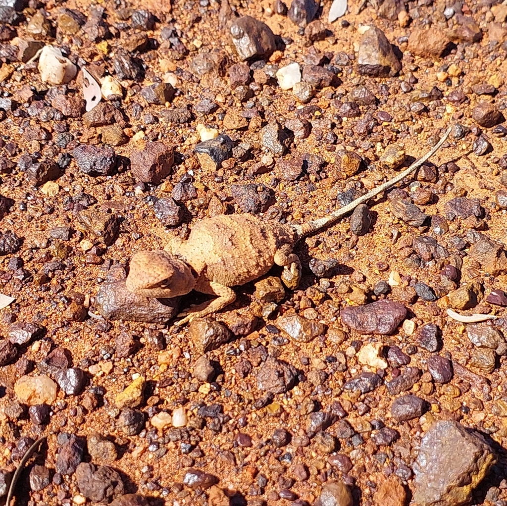 Goldfields Pebble Dragon from Sandstone WA 6639, Australia on September 6, 2024 at 01:38 PM by ...