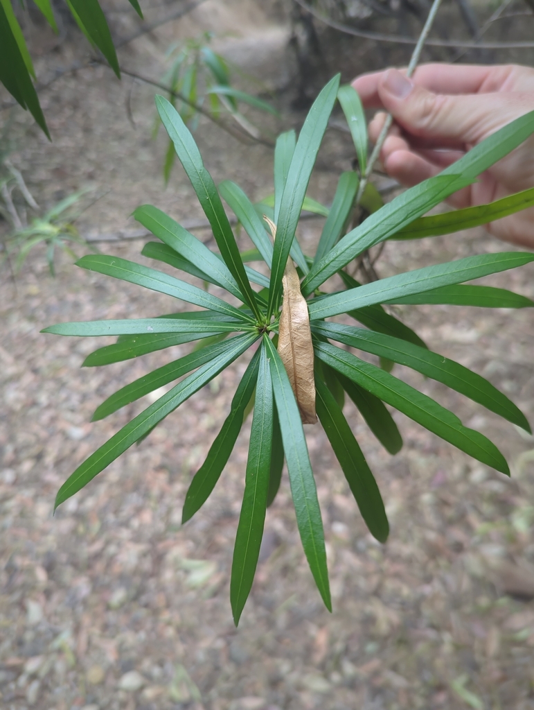 Be-still tree from Nebo QLD 4742, Australia on September 17, 2024 at 07 ...