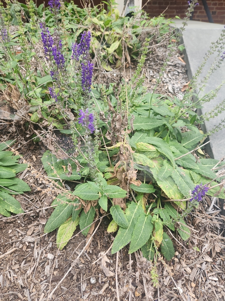 Purple Wood Sage from Washington, DC 20057, USA on September 16, 2024 ...