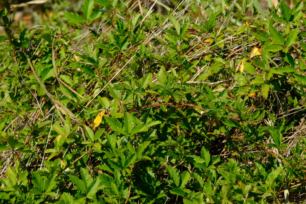 southern dewberry from Travis County, TX, USA on September 16, 2024 at ...
