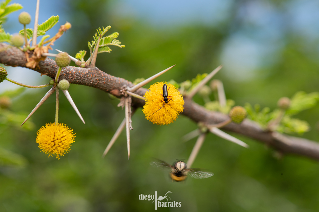 Sweet acacia from Huasca de Ocampo, Hgo., México on July 20, 2024 at 12 ...