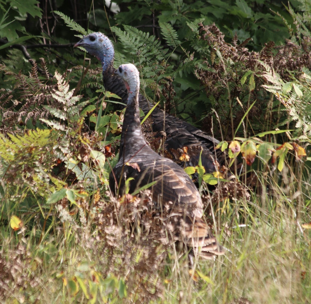 Wild Turkey from Bayfield County, WI, USA on September 7, 2024 at 03:10 ...