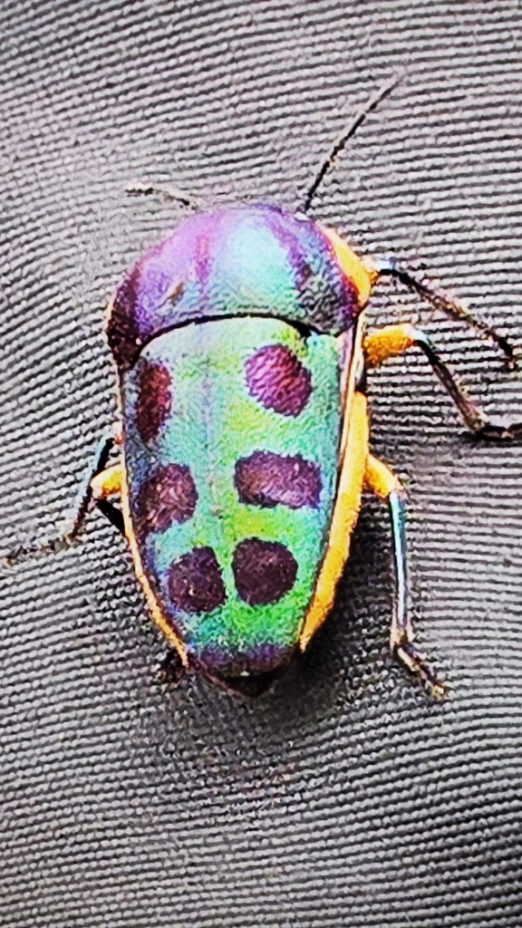 Calidea humeralis from Kruger National Park on September 16, 2024 at 06 ...