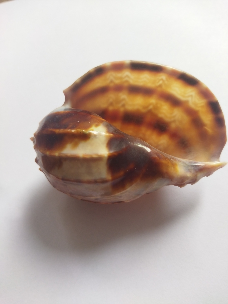 Harpa davidis from 8X47+V28, Odisha 761045, India on September 17, 2024 ...