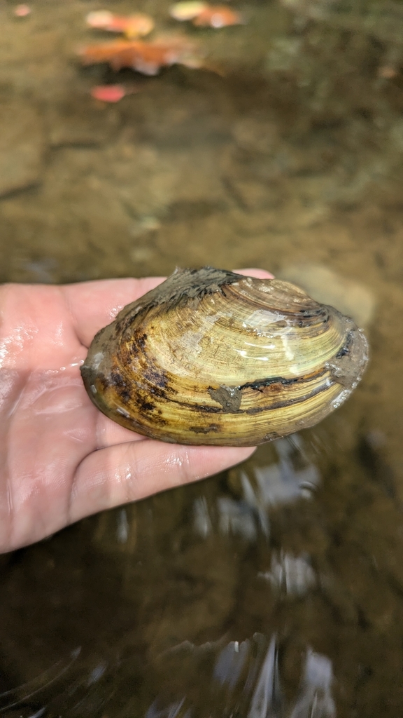 Fragile Papershell from Linden Hills and Indian Heights, Kansas City ...