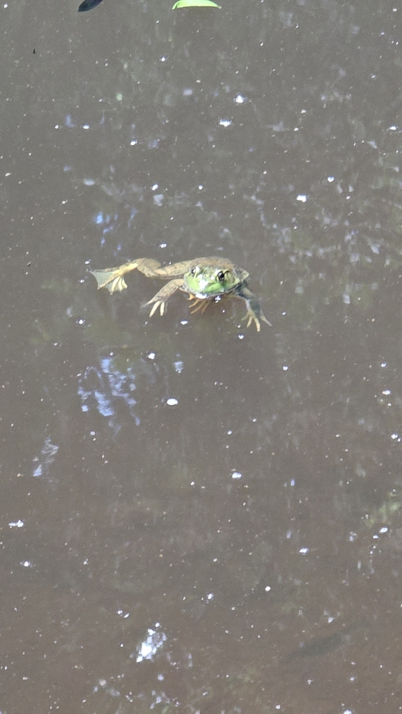 American Bullfrog from 160-7 Kasuganochō, Nara, 630-8212, Japan on ...