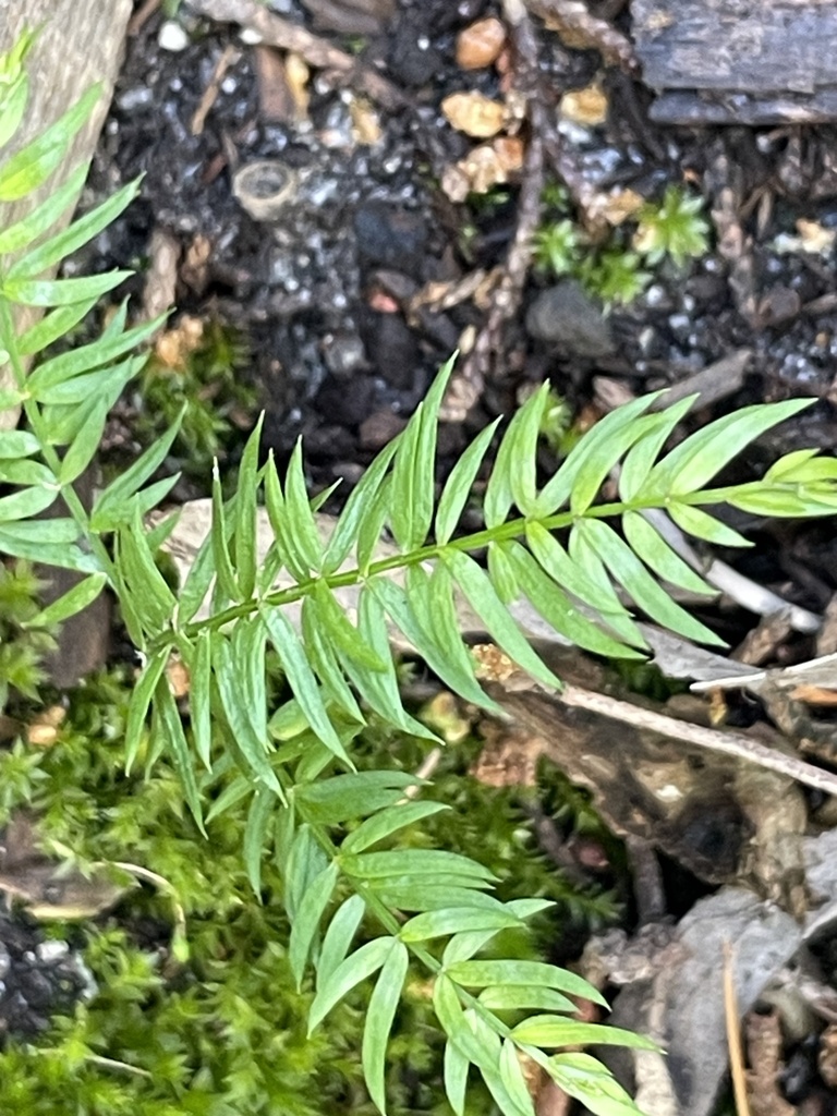 Climbing asparagus from Jeremy Way, Frankston South, VIC, AU on ...