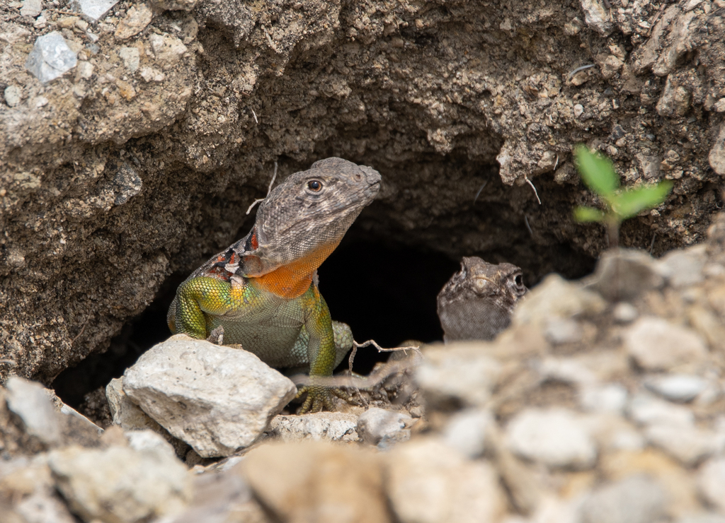 Eastern Collared Lizard from Wabaunsee County, KS, USA on June 22, 2019 ...