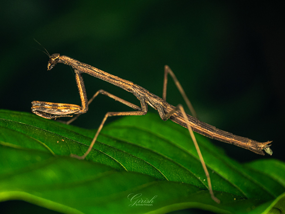 Deiphobe from Supegaon, Maharashtra, India on September 14, 2024 at 07: ...