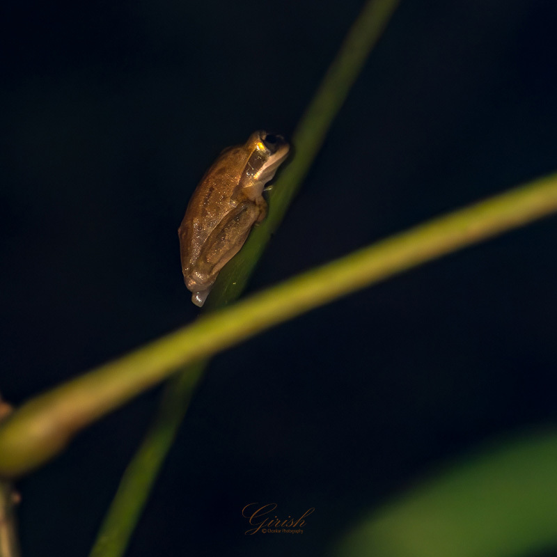 Chunam Tree Frog from Supegaon, Maharashtra, India on September 14 ...