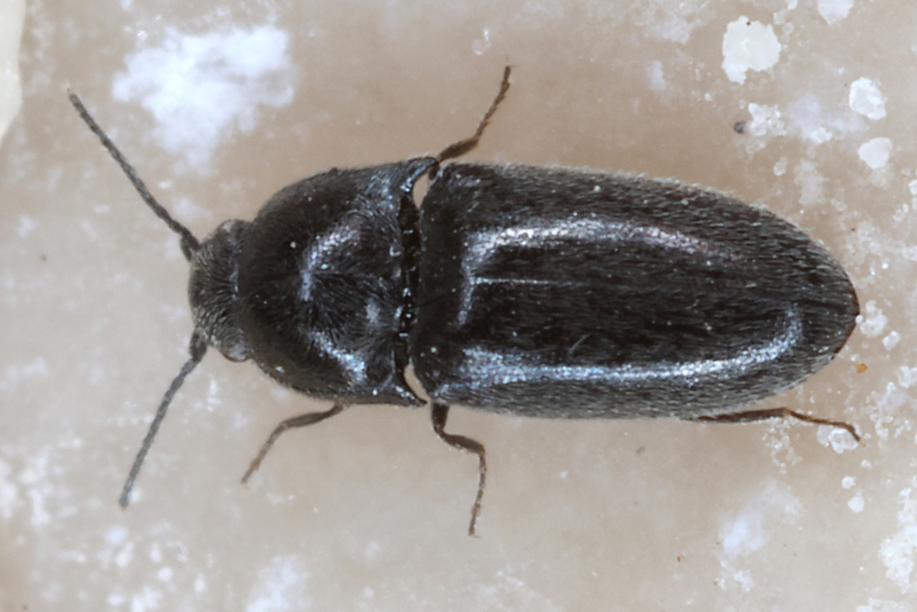 Quasimus minutissimus from Austria, Tyrol, Isar Ursprung, Laimgraben ...