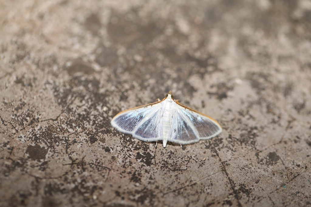 Jasmine Moth from Gavier Lake on September 16, 2024 at 03:28 AM by ...