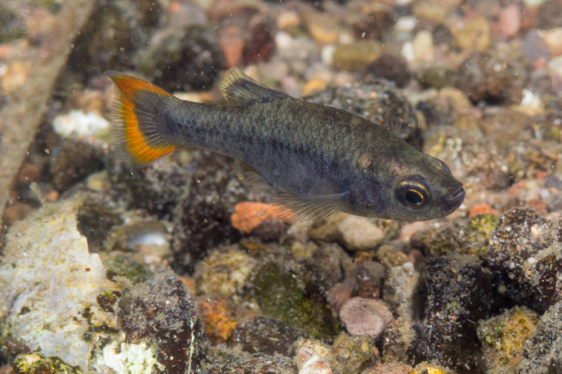Tequila Splitfin from Teuchitlán, Jalisco, Mexico on November 9, 2018 ...